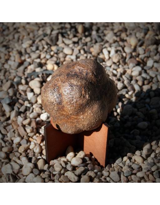 Petrosphere Replicas (Set of 5).