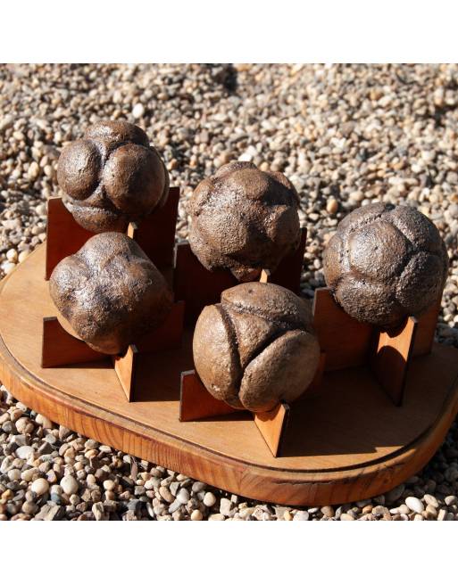 Petrosphere Replicas (Set of 5).